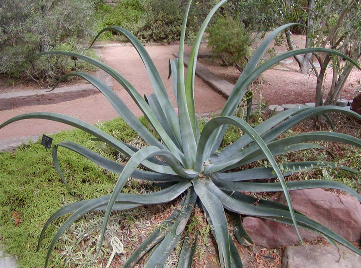 Agave vilmoriniana - Octopus Agave | PlantMaster