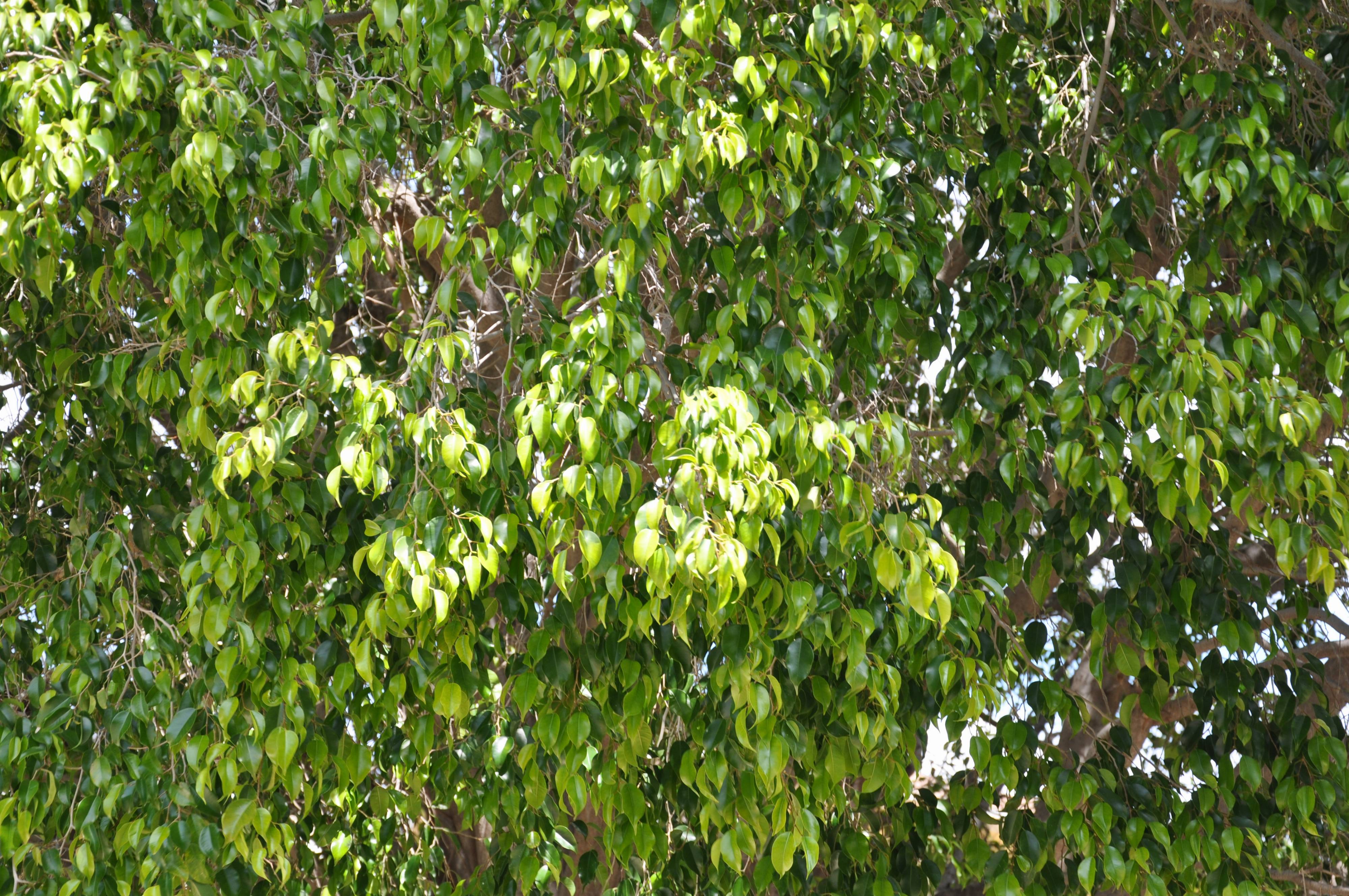 Ficus benjamina - Weeping Fig | PlantMaster