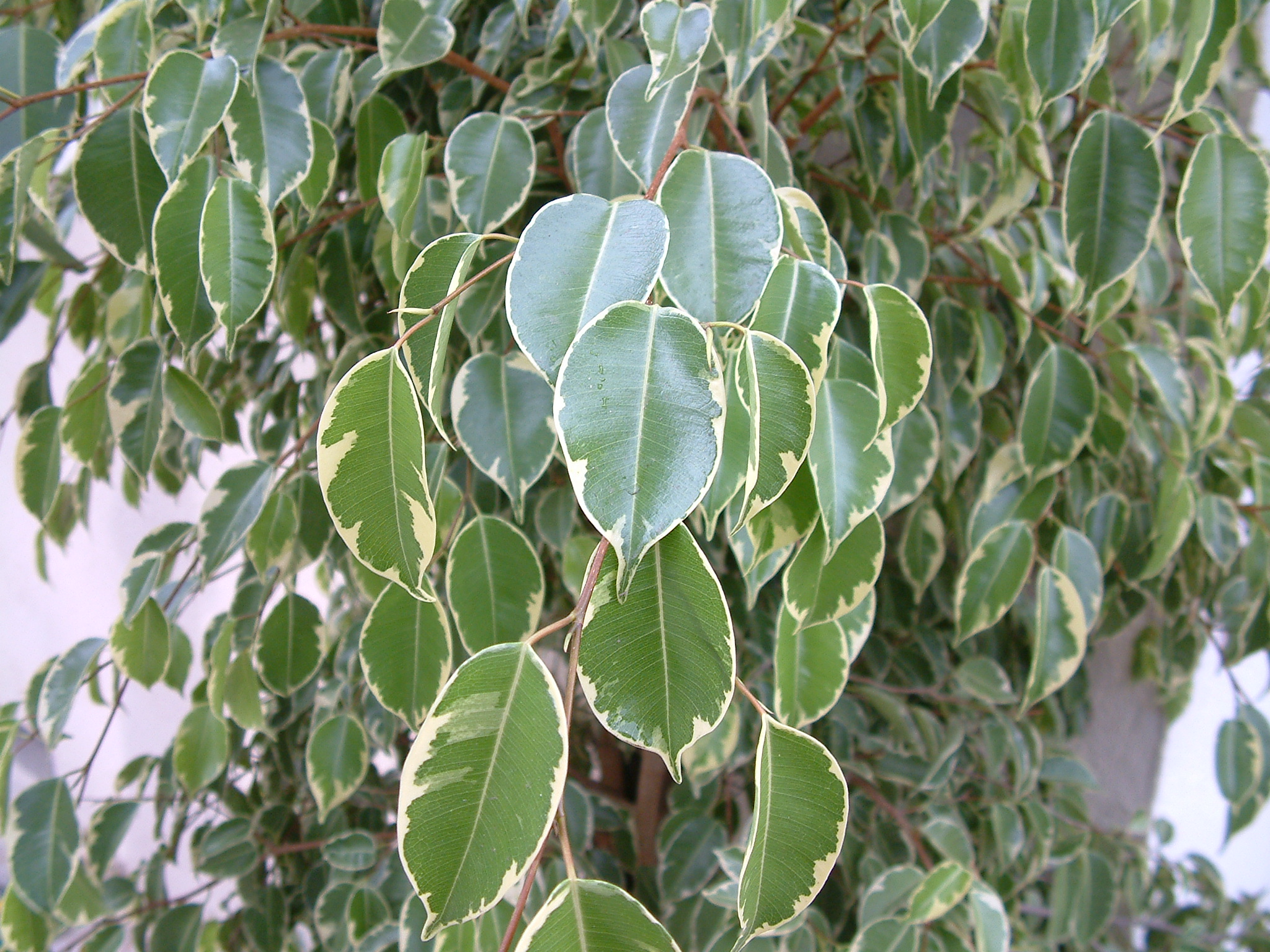 Ficus Benjamina Variegata