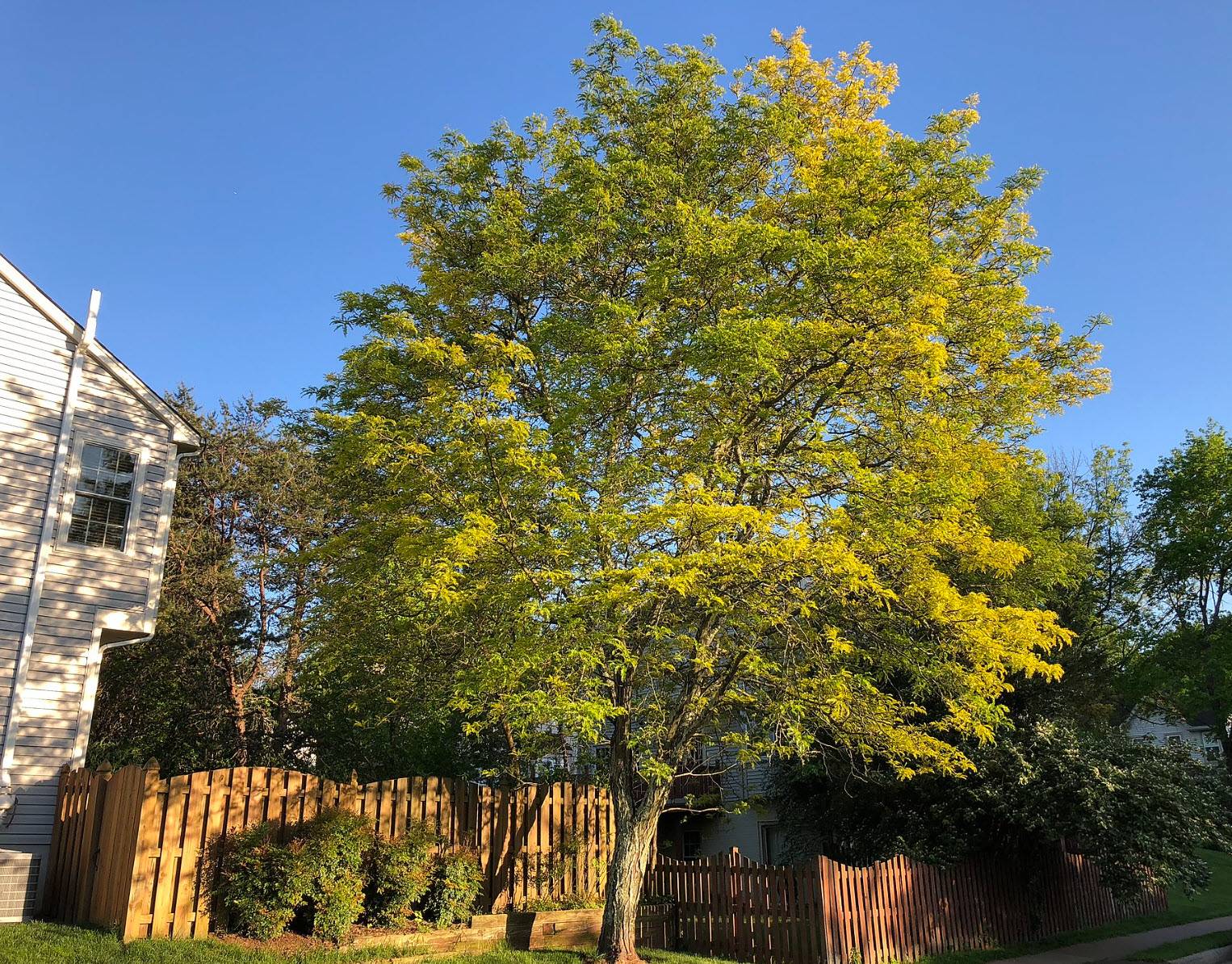Gleditsia Triacanthos Shademaster Shademaster Honey