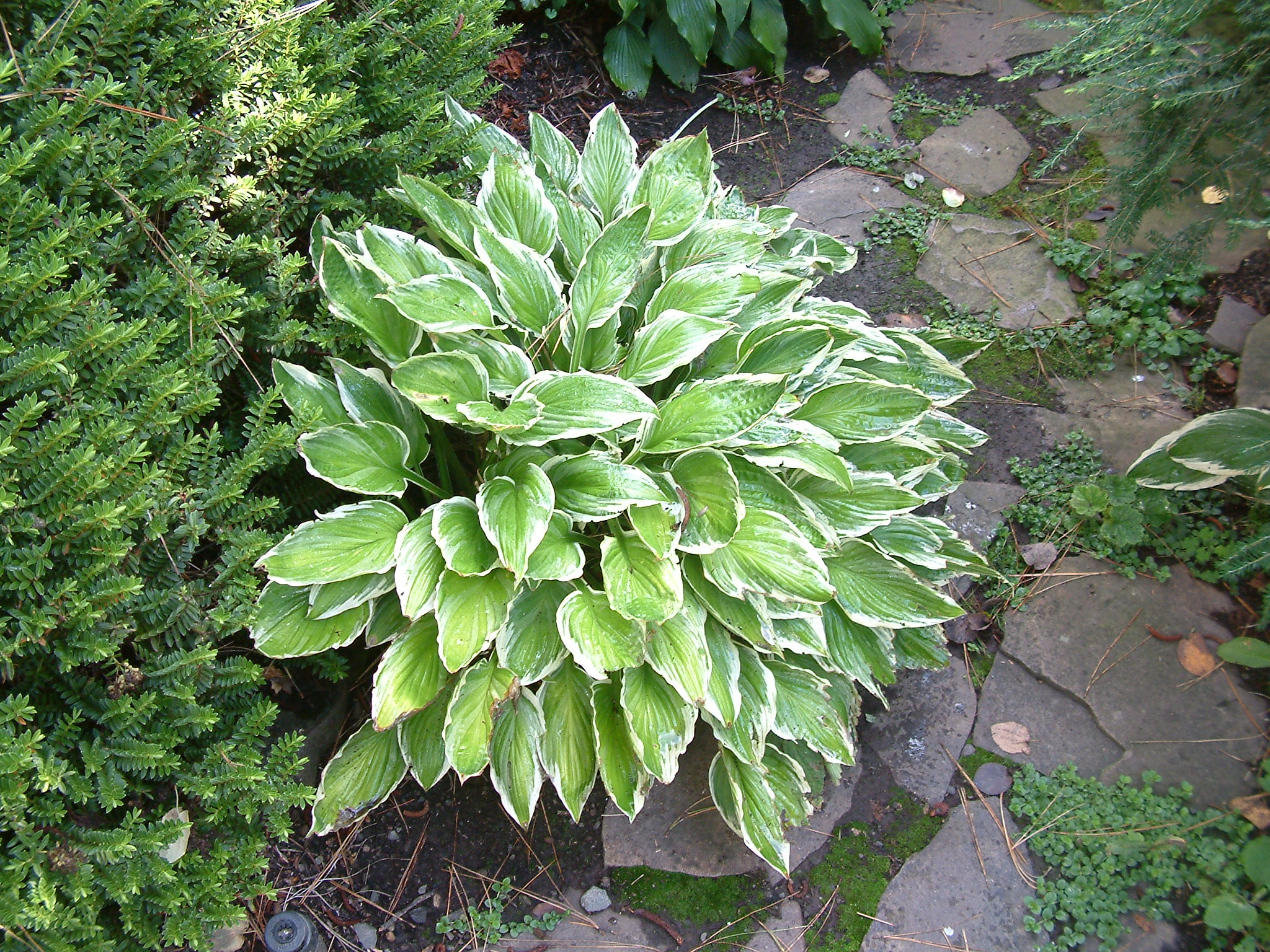 Hosta hybrids - Hosta (hybrid) assorted | PlantMaster
