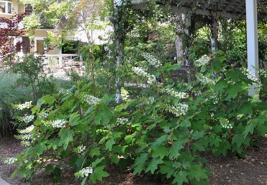 Hydrangea quercifolia - Oakleaf Hydrangea | PlantMaster