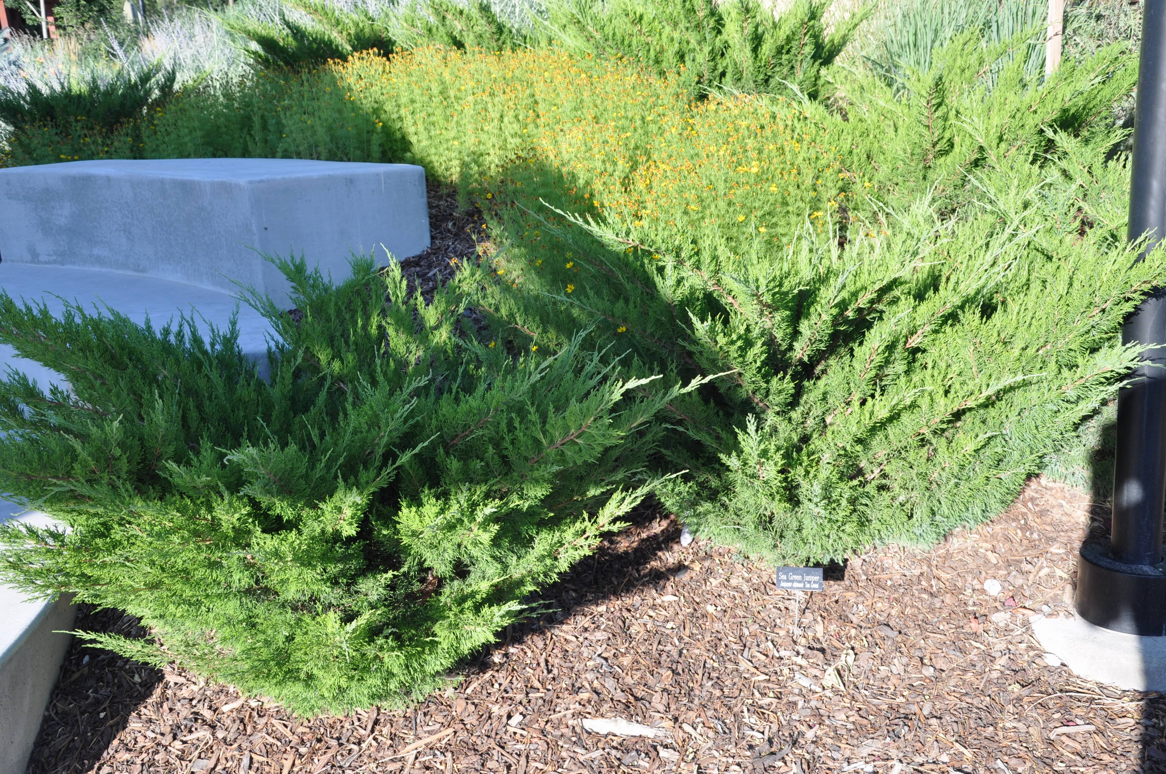 Juniperus Chinensis Sea Green Sea Green Juniper | Shop Evergreen