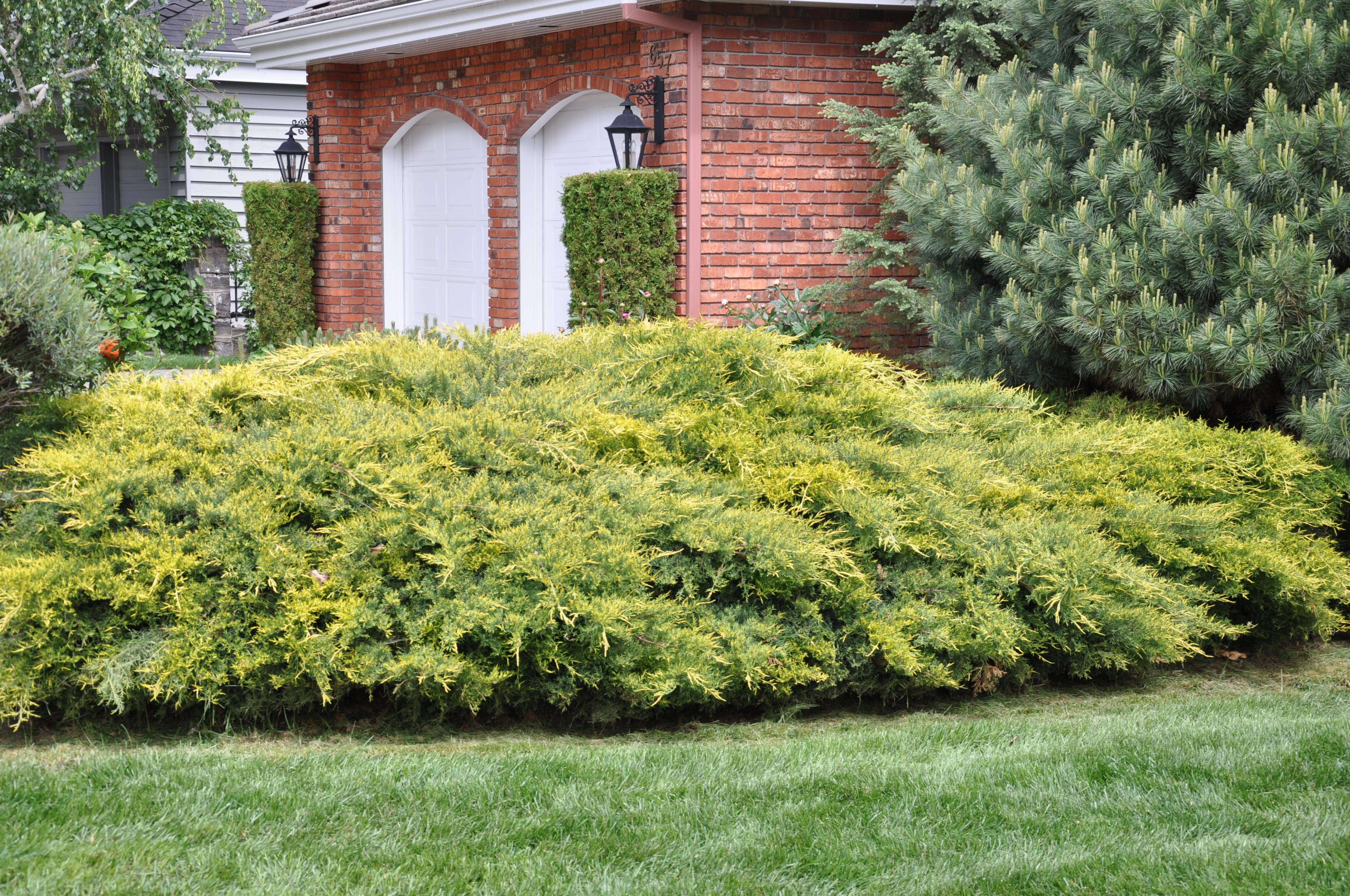 Juniperus communis - Common Juniper | PlantMaster