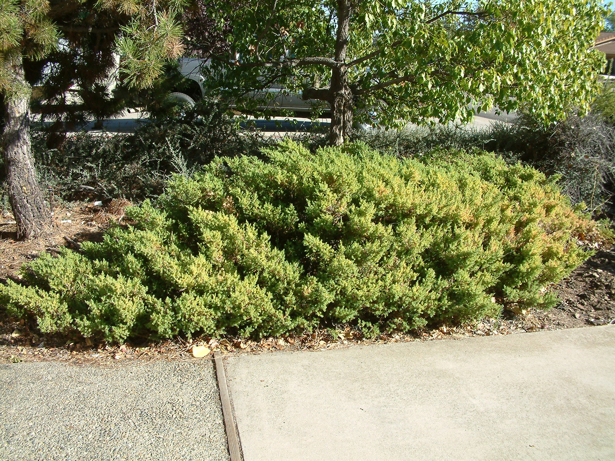 Juniperus communis - Common Juniper | PlantMaster