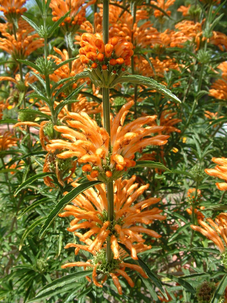 Leonotis leonurus - Lion's Tail | PlantMaster