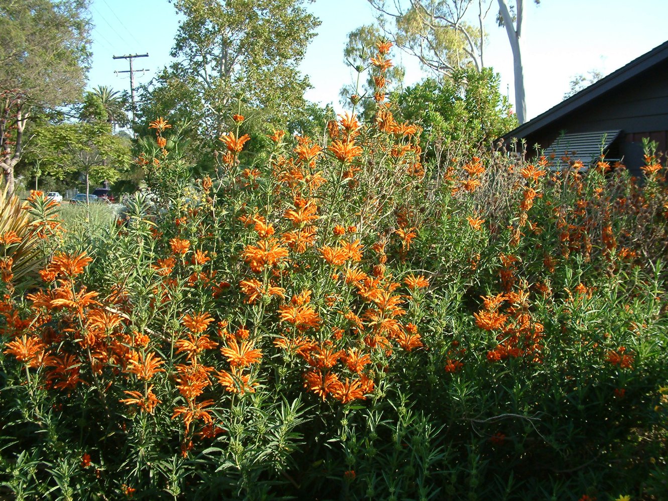 Leonotis leonurus - Lion's Tail | PlantMaster