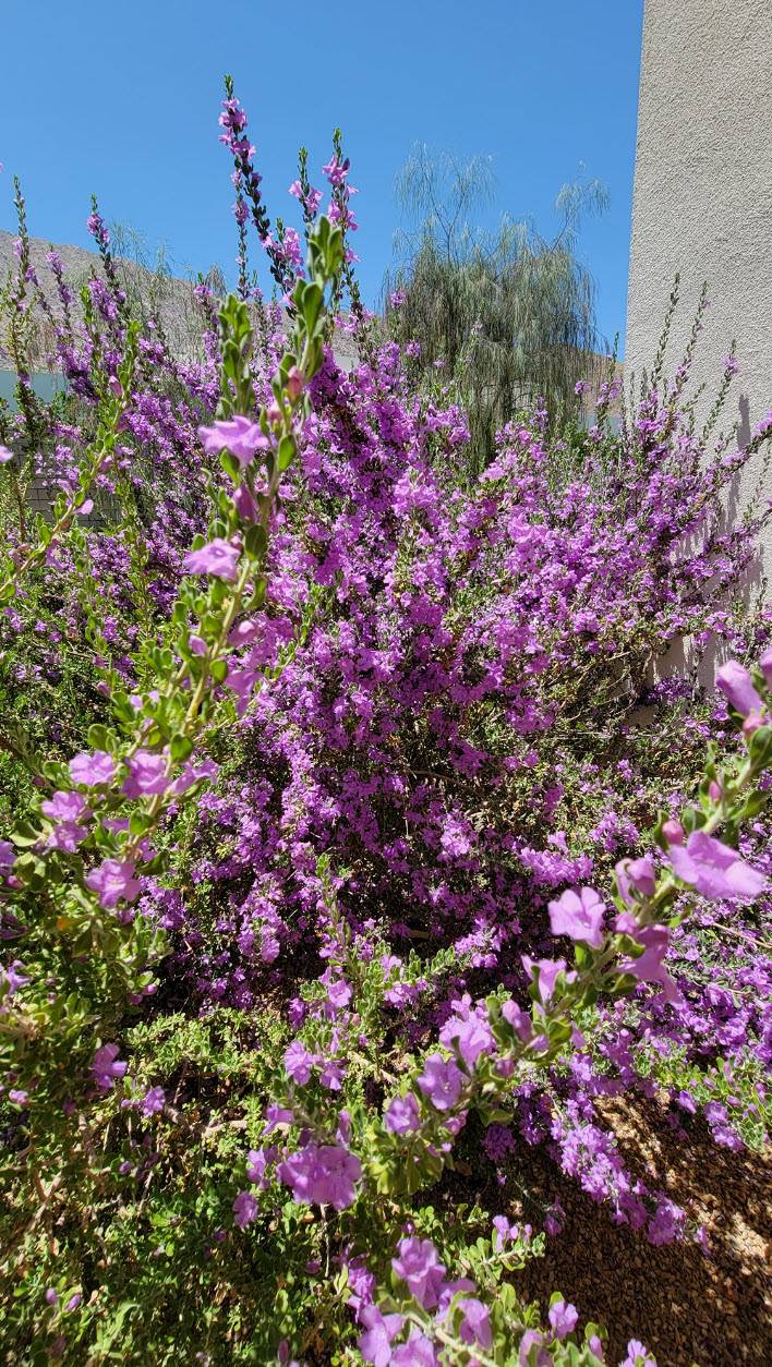 Heavenly Cloud Texas Sage