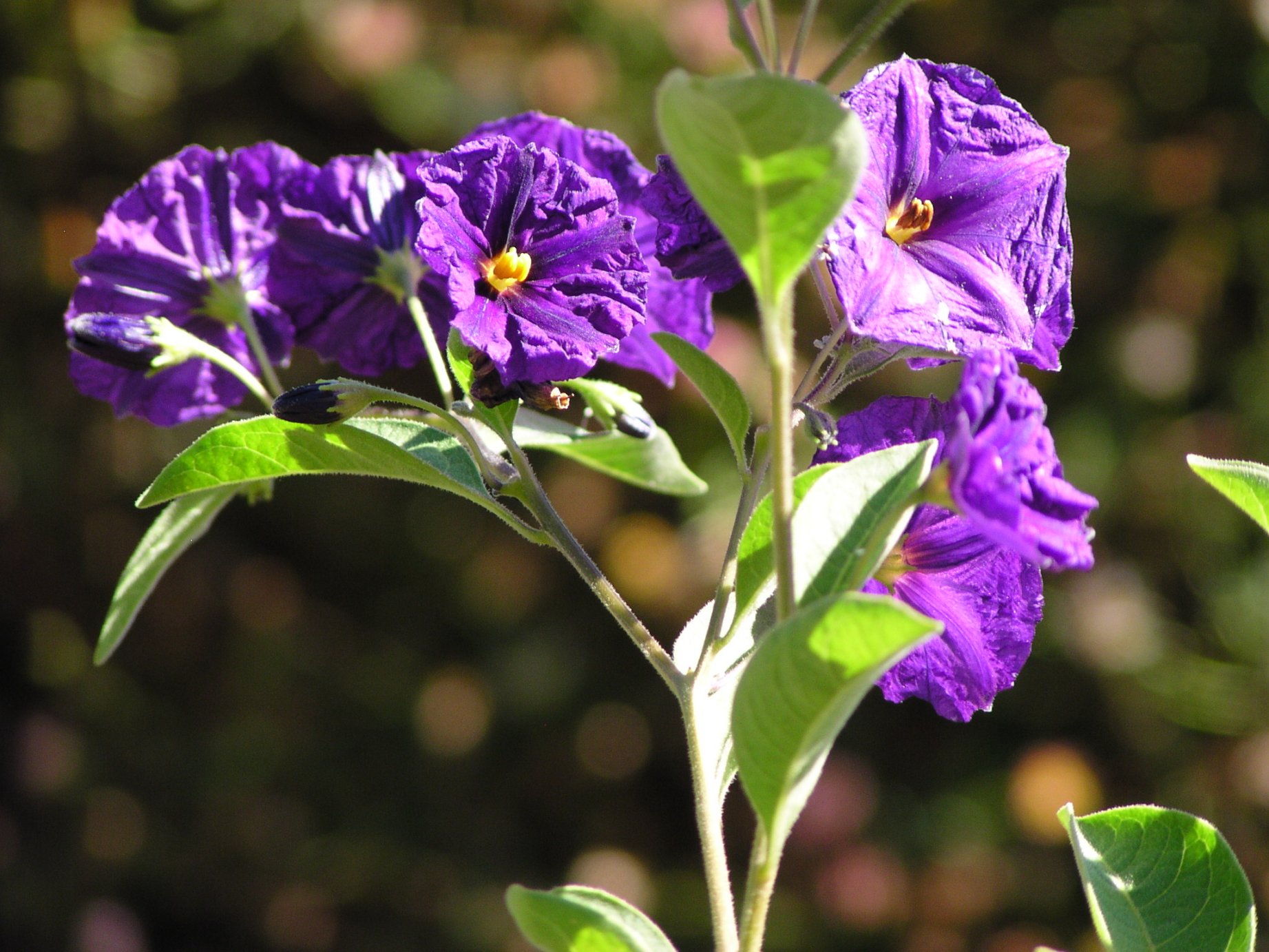 Lycianthes rantonnetii - Blue Potato Bush | PlantMaster