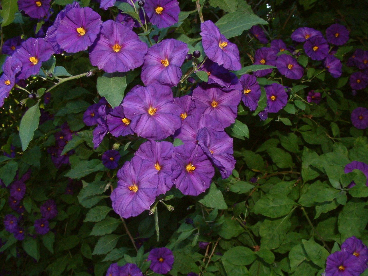 Lycianthes rantonnetii - Blue Potato Bush | PlantMaster