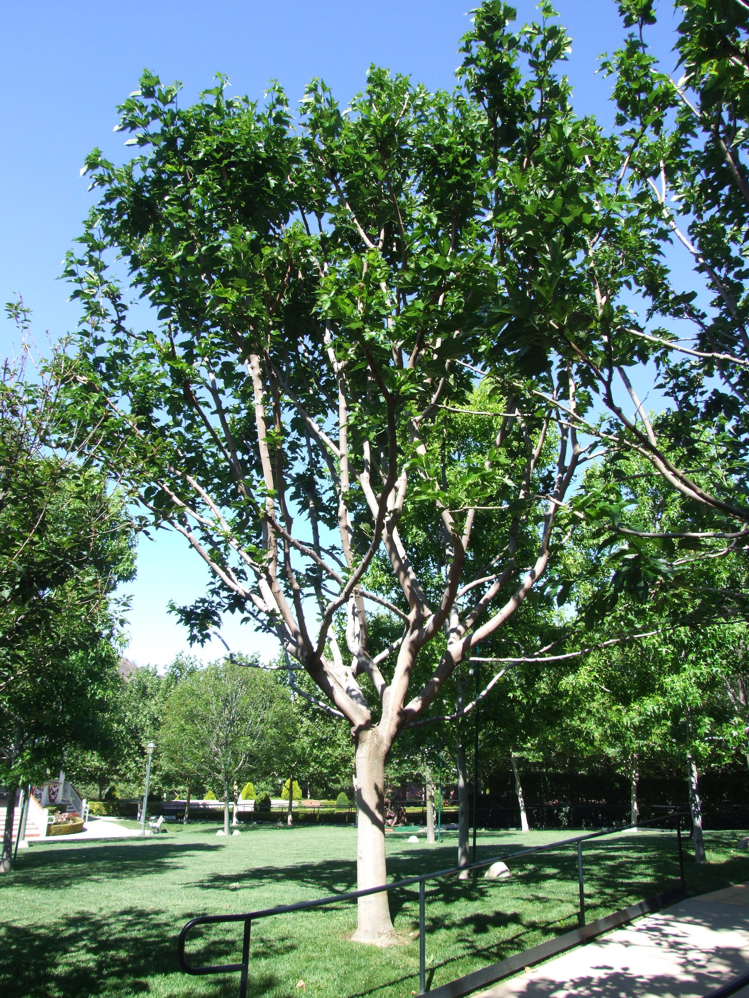 Morus alba - Mulberry | PlantMaster