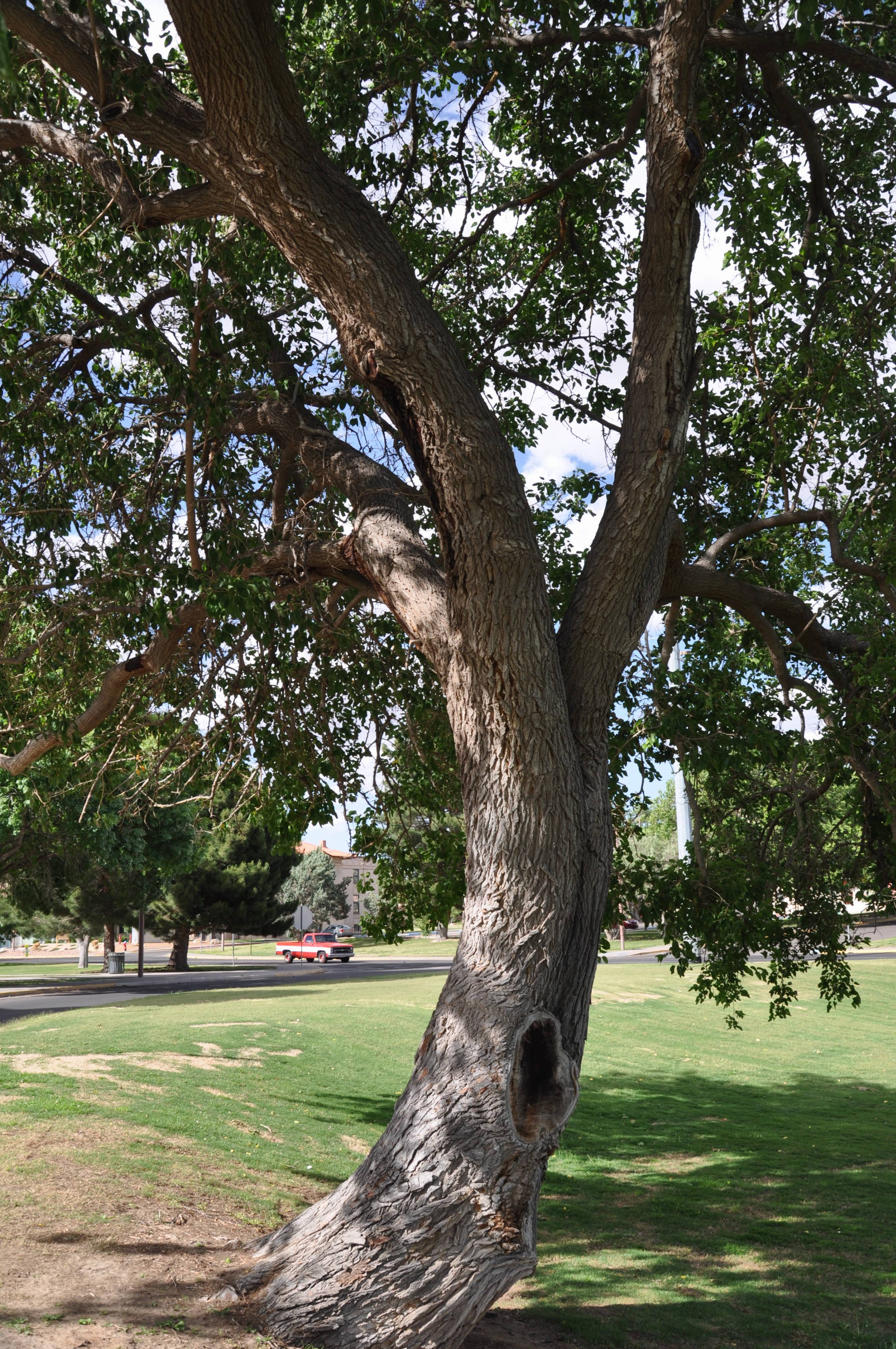 Morus alba - Mulberry | PlantMaster