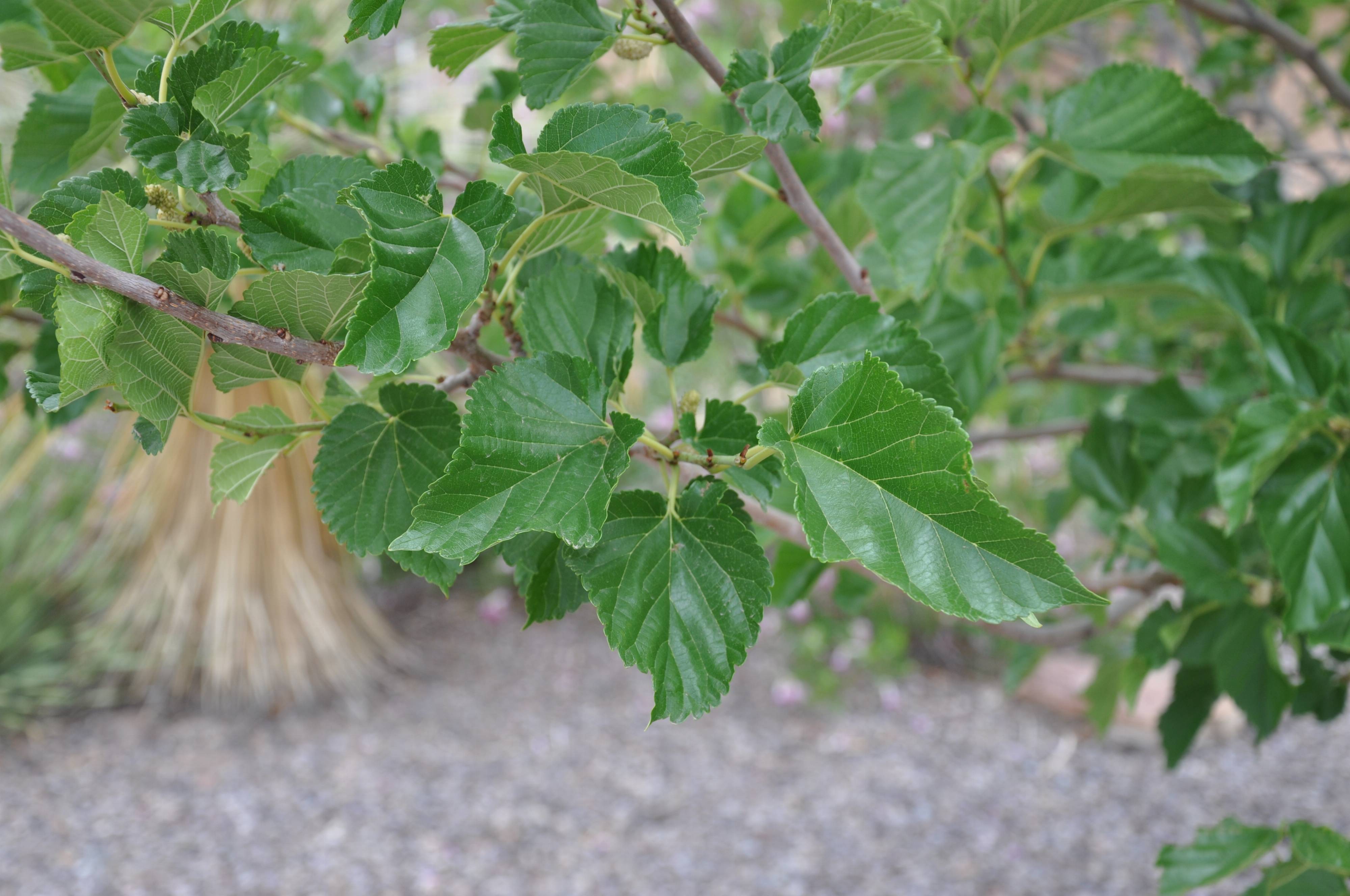 Morus alba - Mulberry | PlantMaster