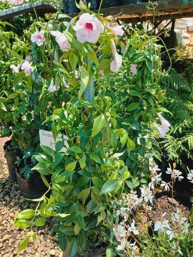 Pandorea Jasminoides