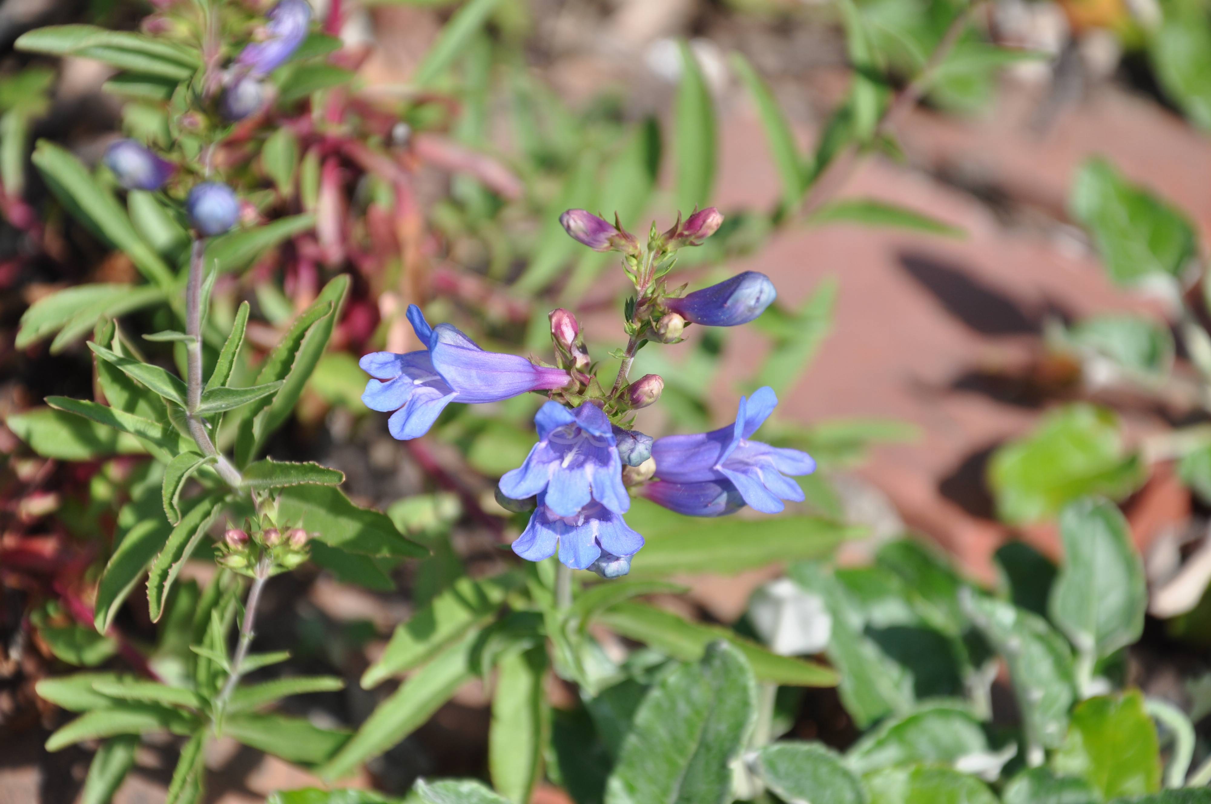 Penstemon hybrids - Border Penstemon | PlantMaster