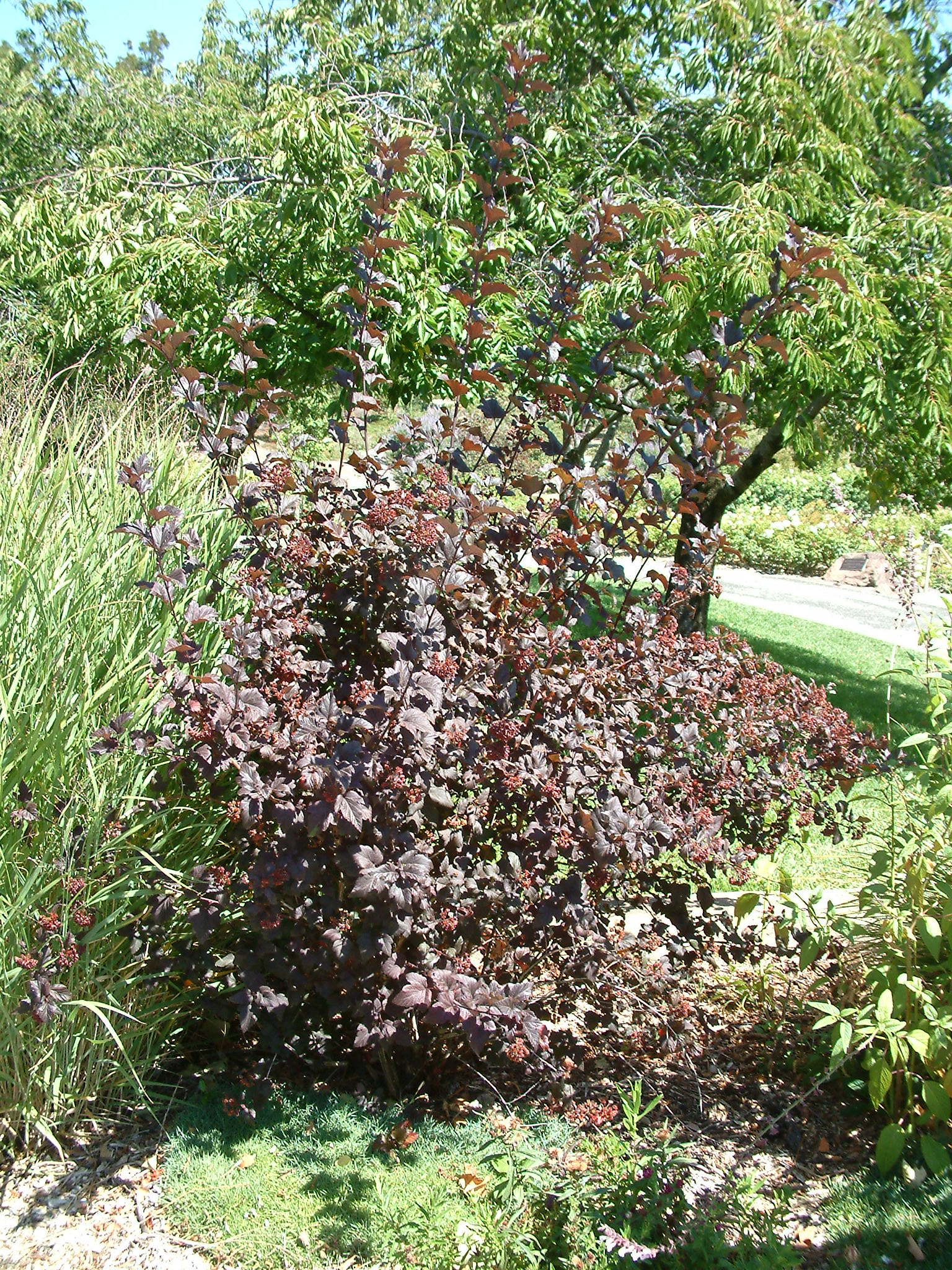 Diablo Ninebark Tree Diabolo Ninebark (Physocarpus Opulifolius)