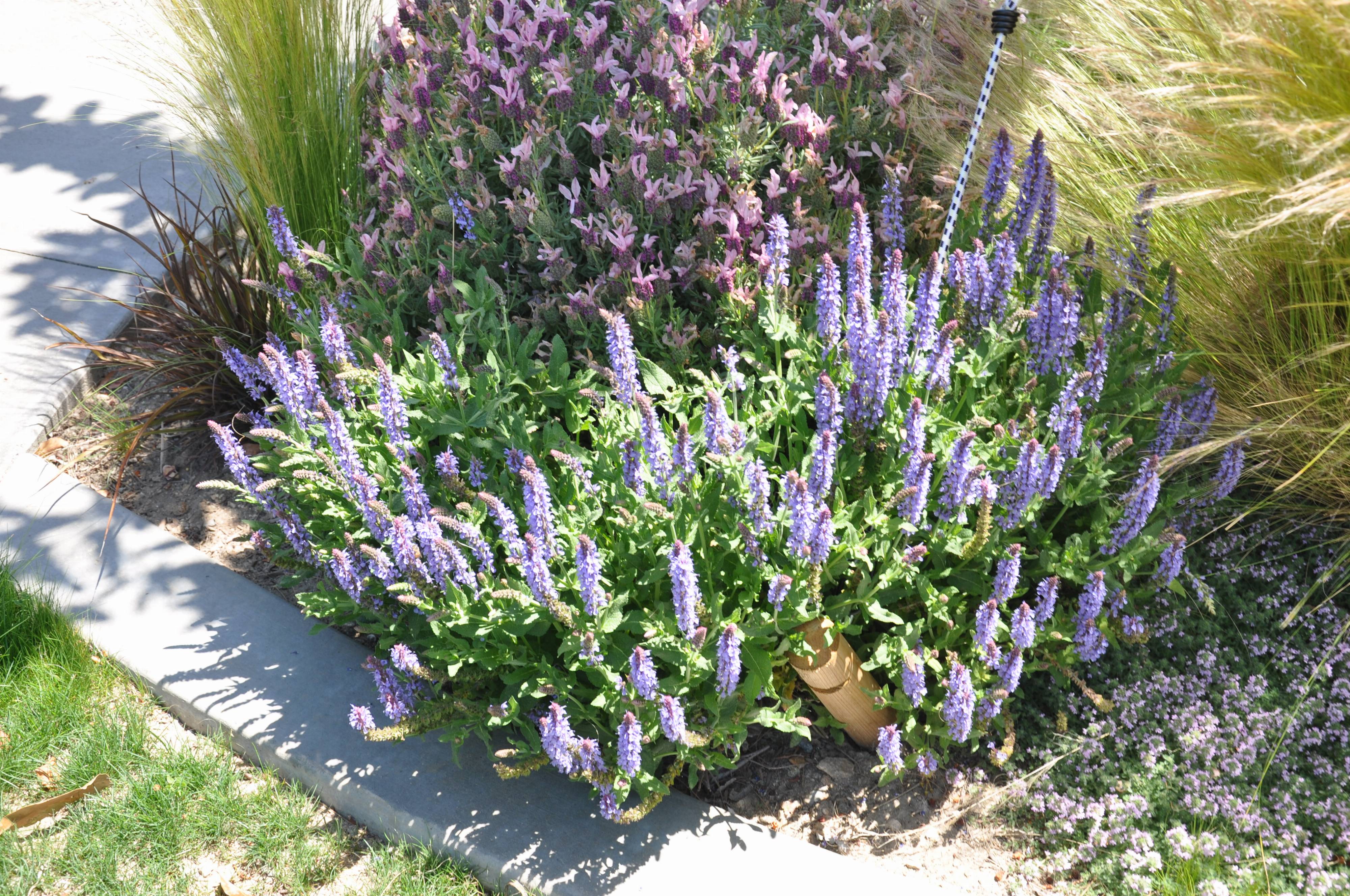 Salvia farinacea - Mealycup Sage | PlantMaster
