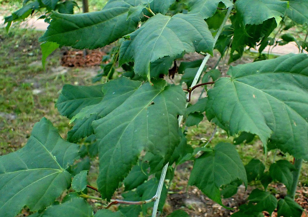 Acer crataegifolium - Hawthorn Leaf Maple | PlantMaster