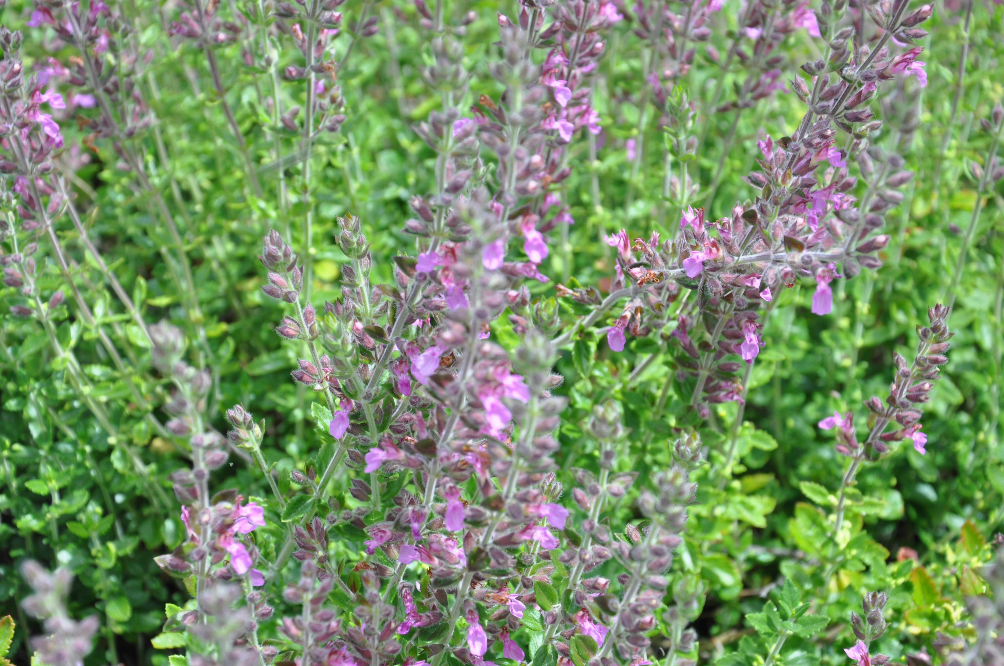 Creeping Germander Teucrium Chamaedrys Pro Status