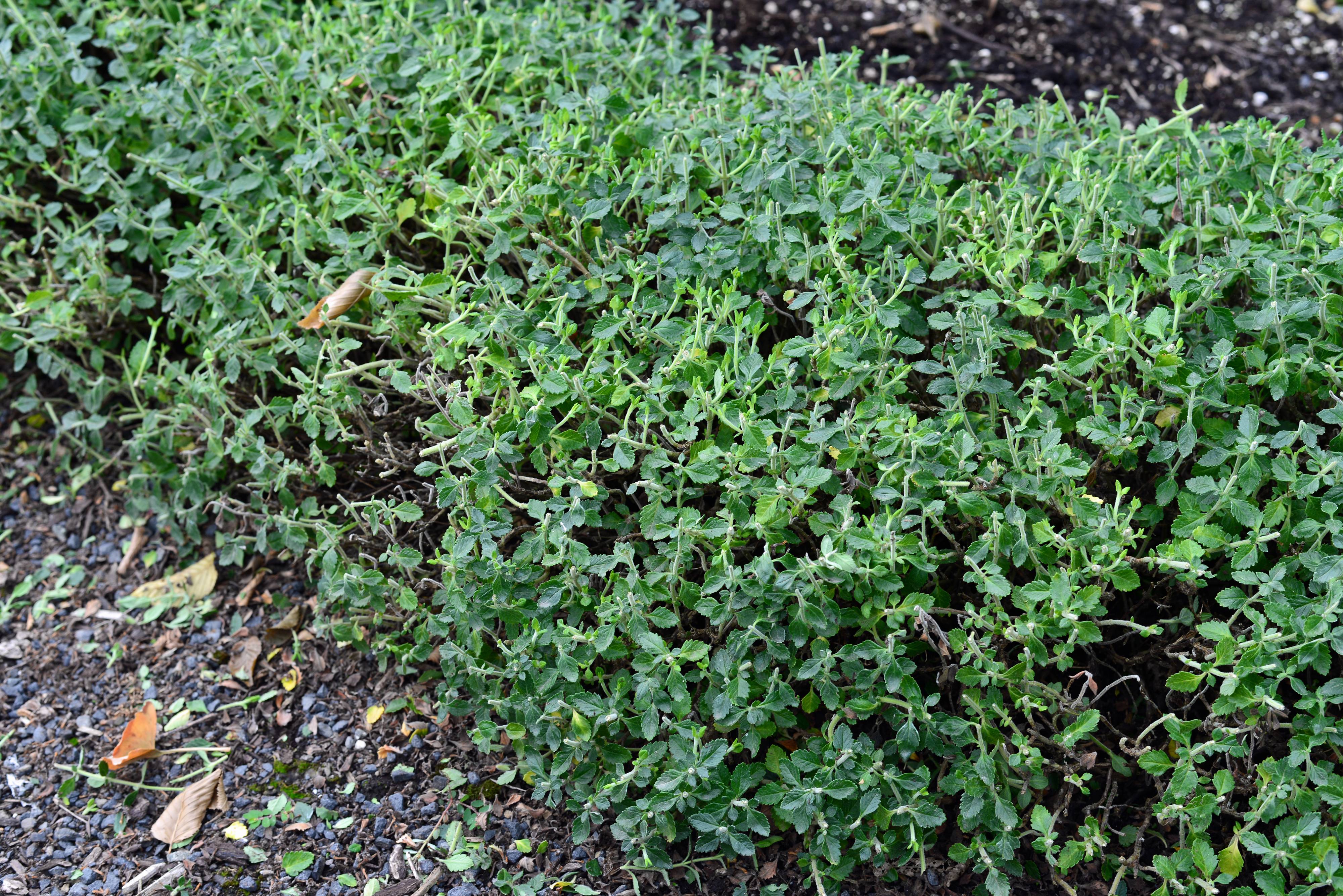 Creeping Germander Teucrium Chamaedrys Pro Status