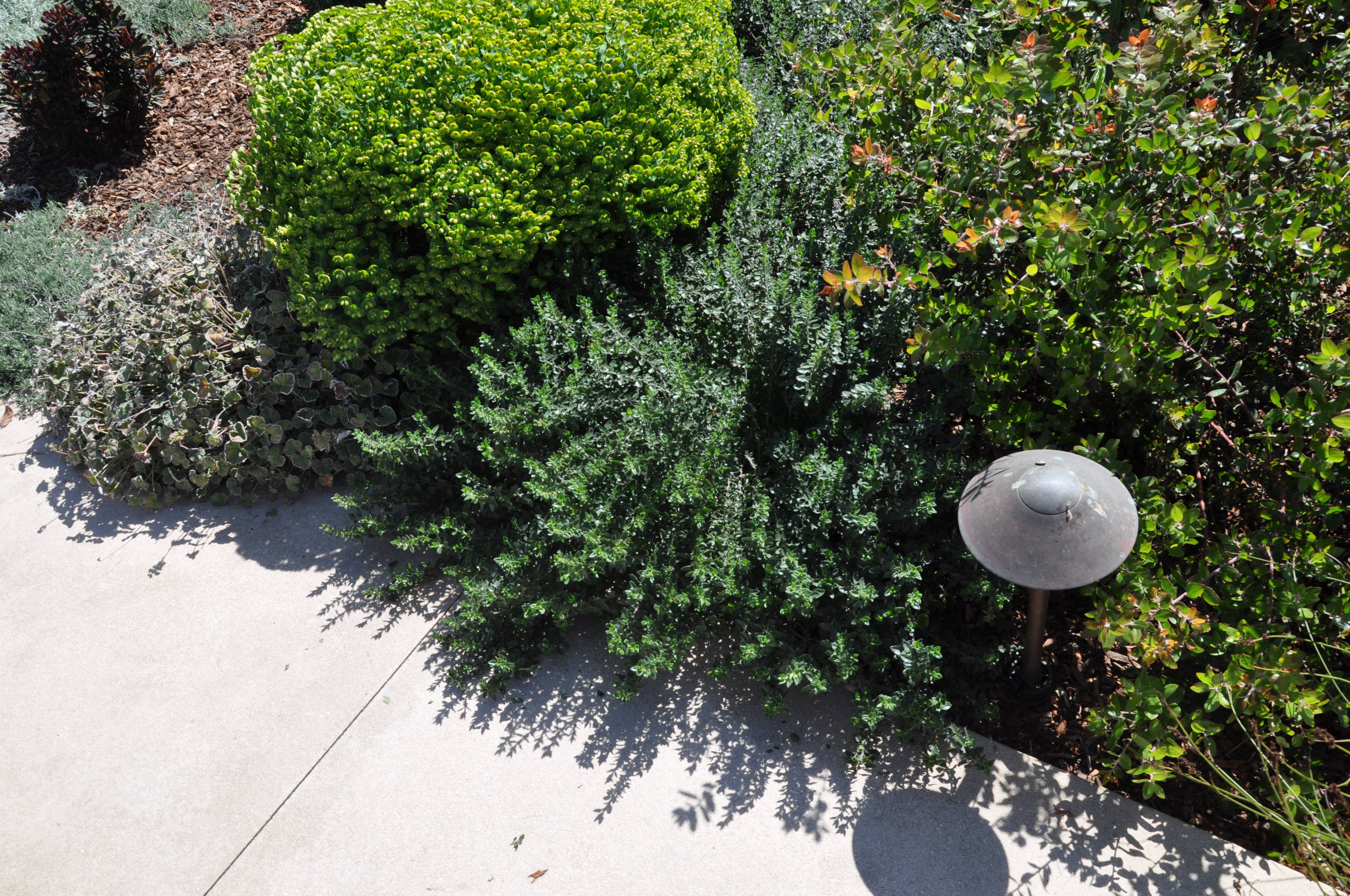 Teucrium chamaedrys 'Prostratum' - Compact Creeping Germander | PlantMaster
