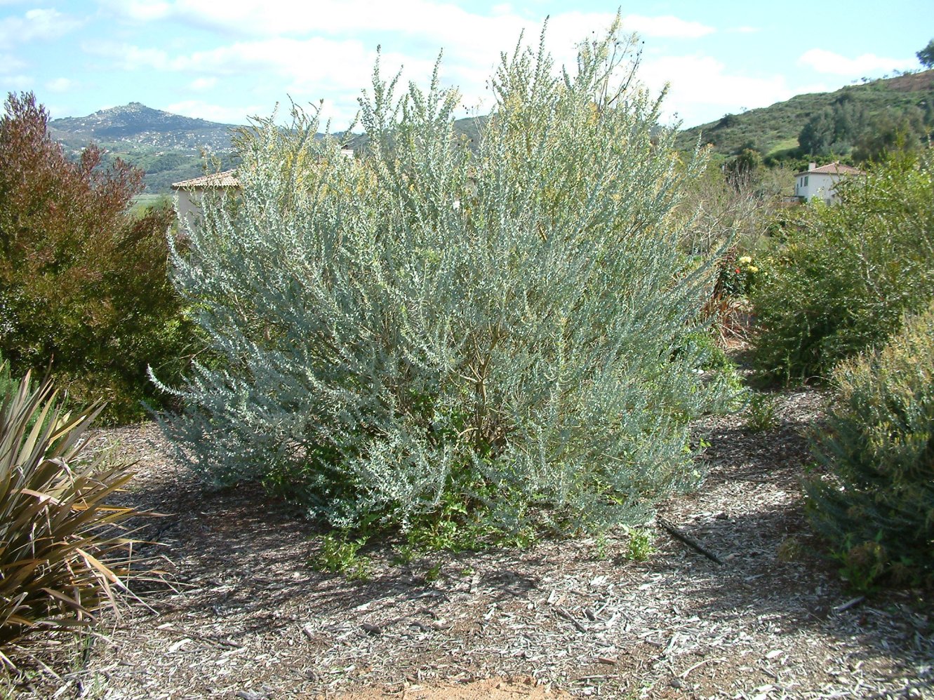 Acacia cultriformis - Knife Acacia | PlantMaster