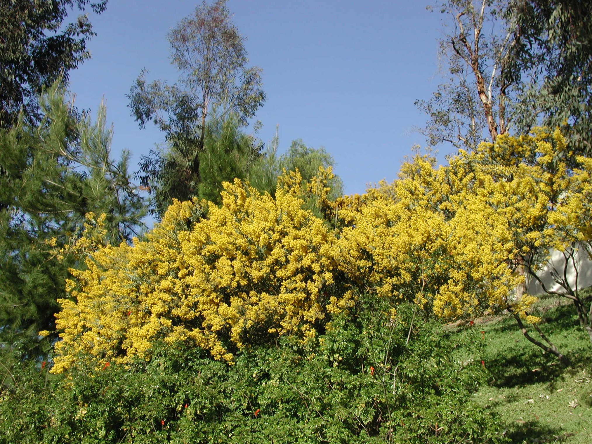 Acacia cultriformis - Knife Acacia | PlantMaster