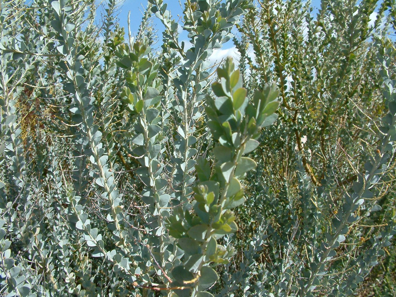 Acacia cultriformis - Knife Acacia | PlantMaster