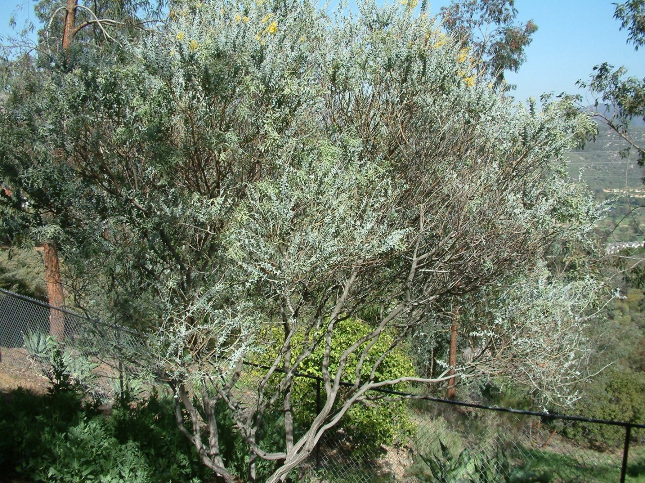 Acacia cultriformis - Knife Acacia | PlantMaster