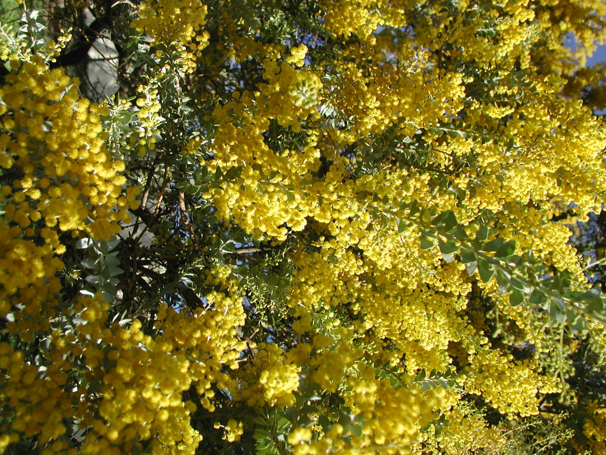 Acacia cultriformis - Knife Acacia | PlantMaster