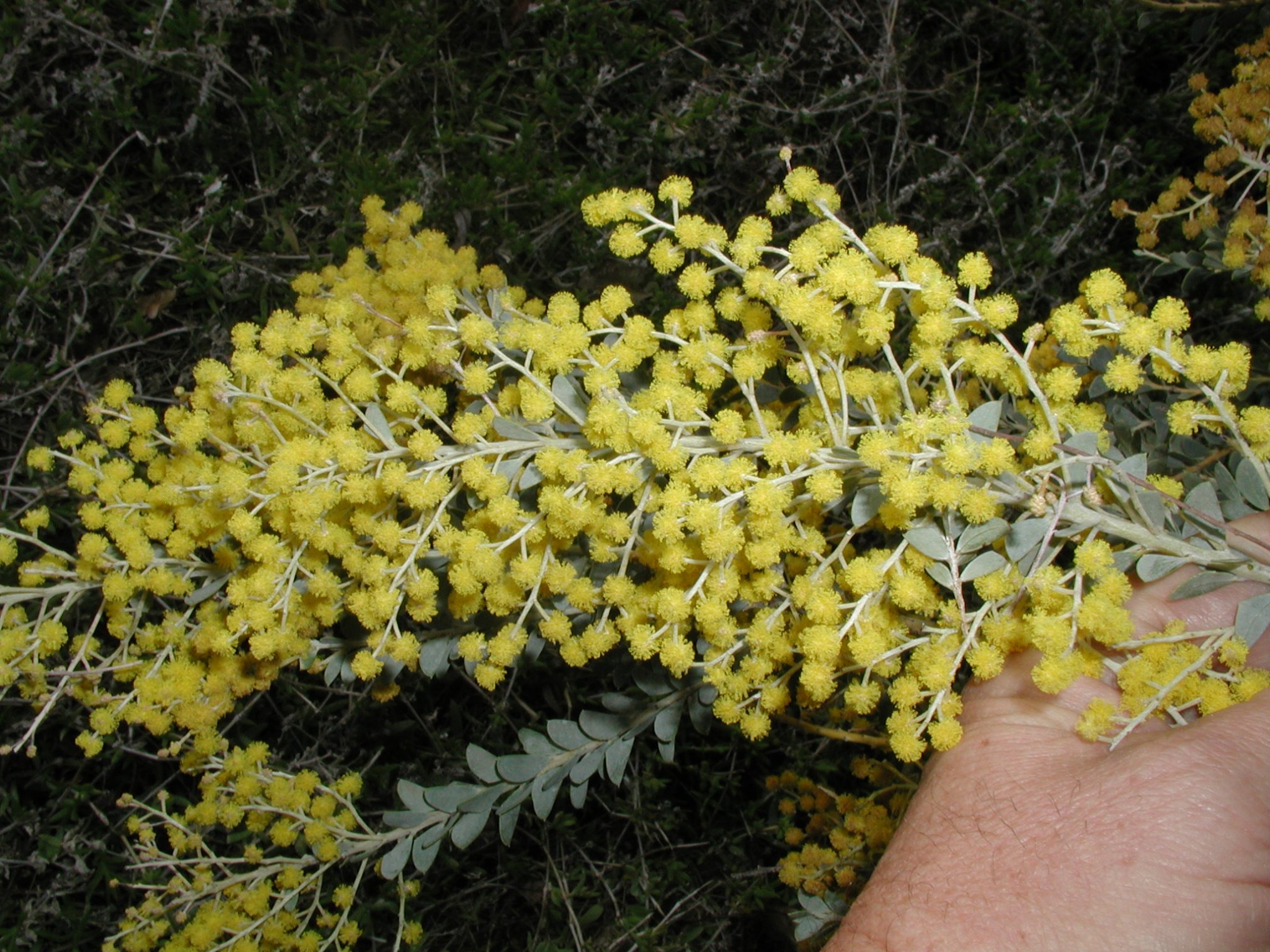 Acacia cultriformis - Knife Acacia | PlantMaster