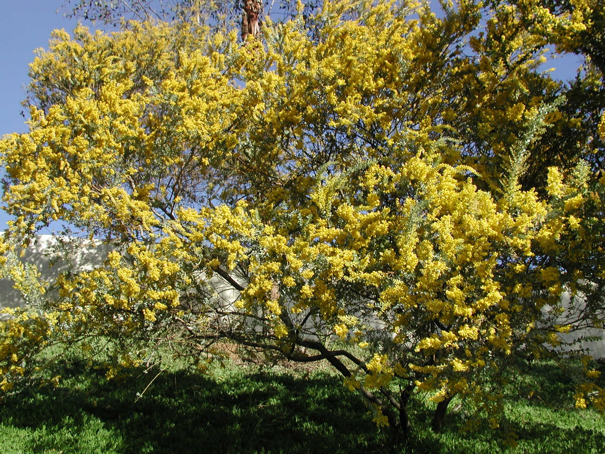 Acacia cultriformis - Knife Acacia | PlantMaster