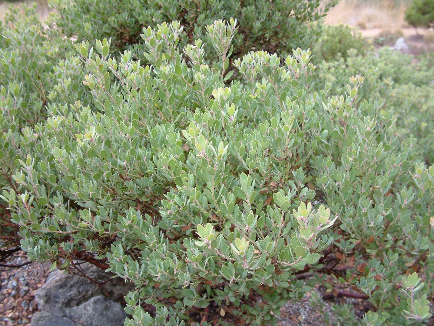 Arctostaphylos pumila - Sandmat Manzanita | PlantMaster