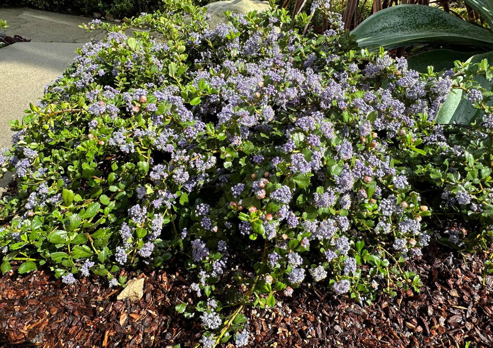 Baia Ancora Ceanothus Gloriosus Ceanothus Gloriosus 'Point Reyes'