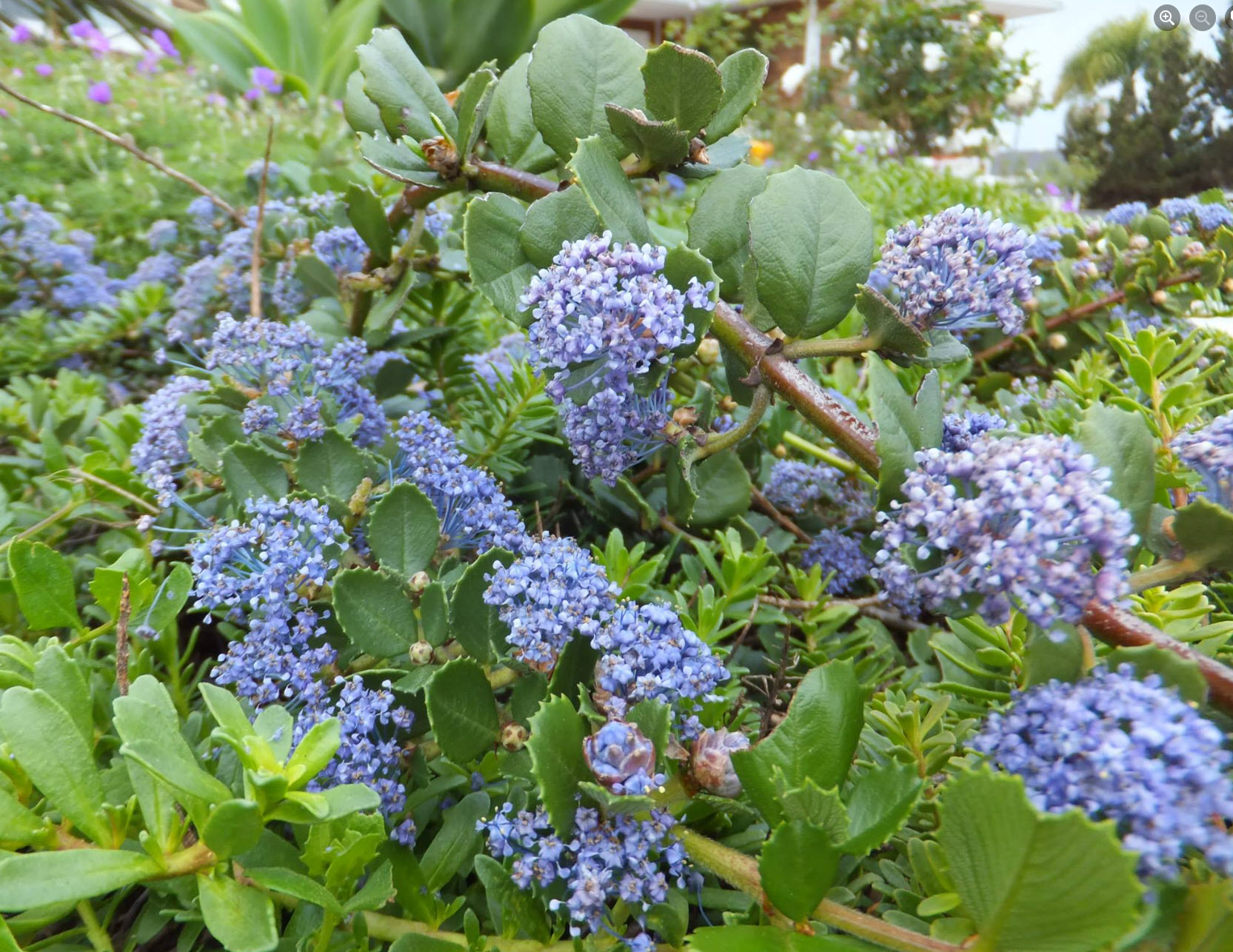 Baia Ancora Ceanothus Gloriosus Ceanothus Gloriosus 'Point Reyes'