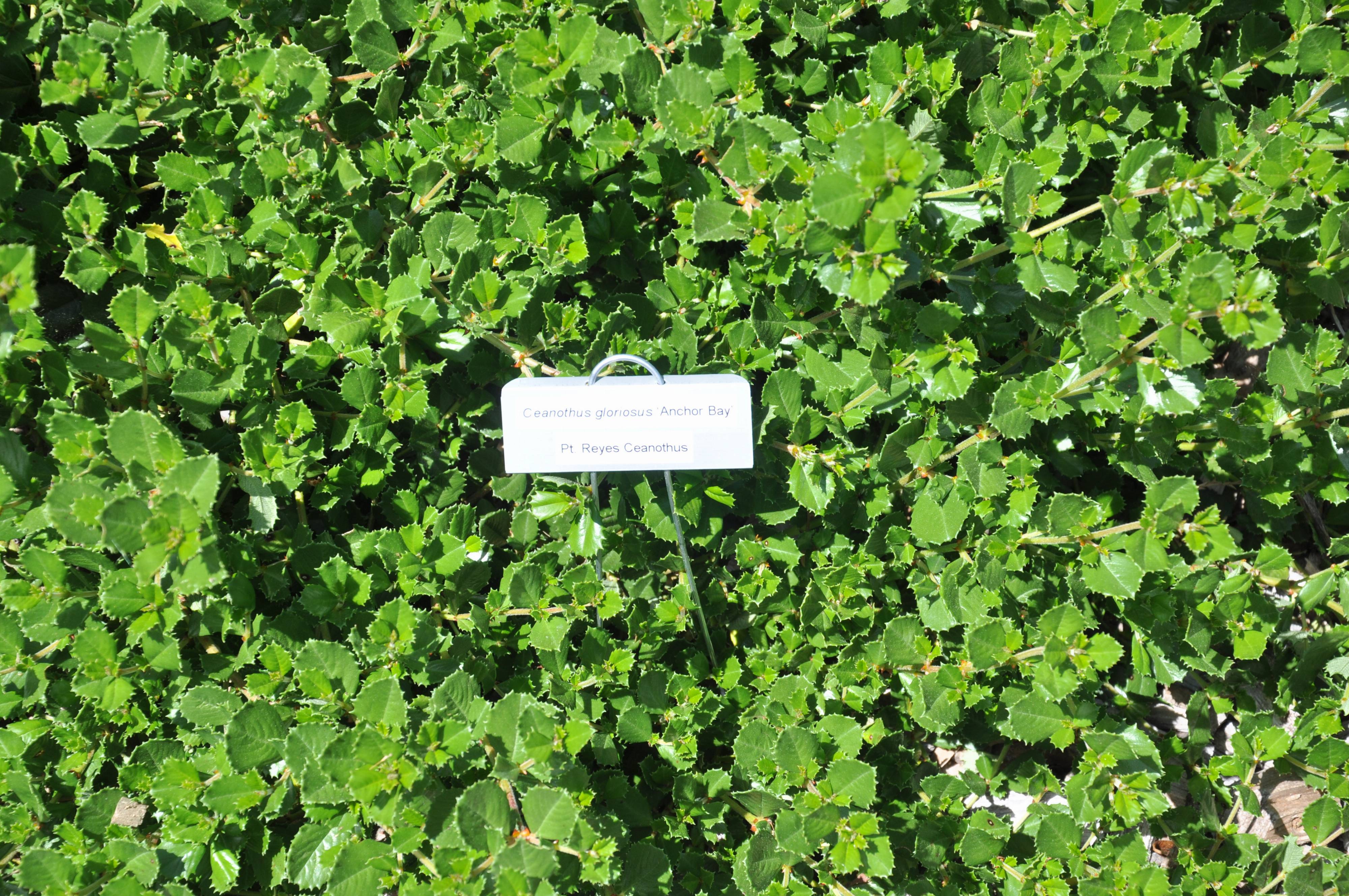 Baia Ancora Ceanothus Gloriosus Ceanothus Gloriosus 'Point Reyes'