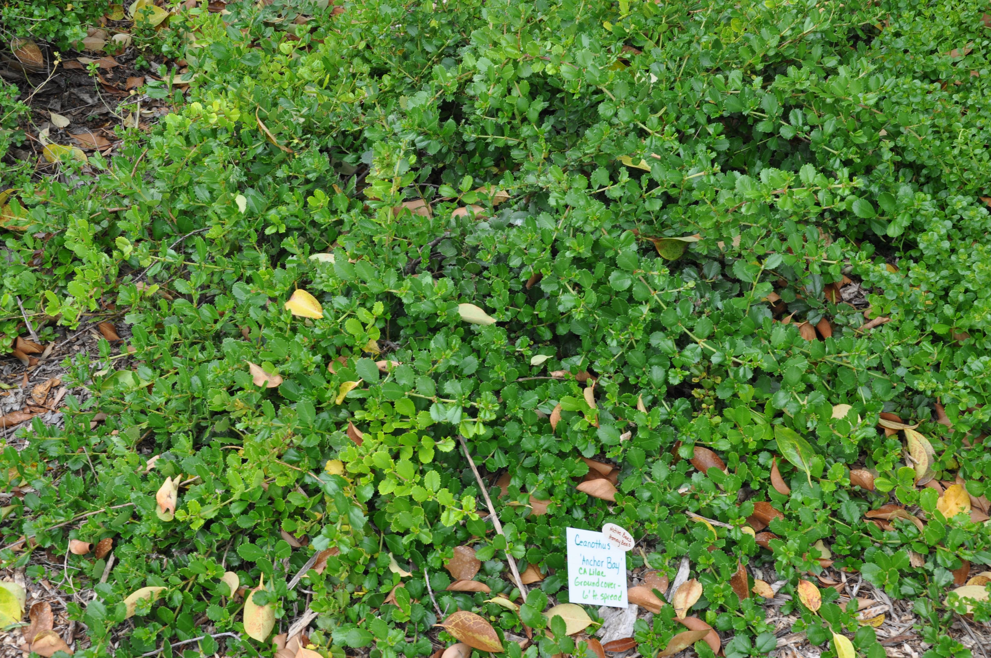 Baia Ancora Ceanothus Gloriosus Ceanothus Gloriosus 'Point Reyes'