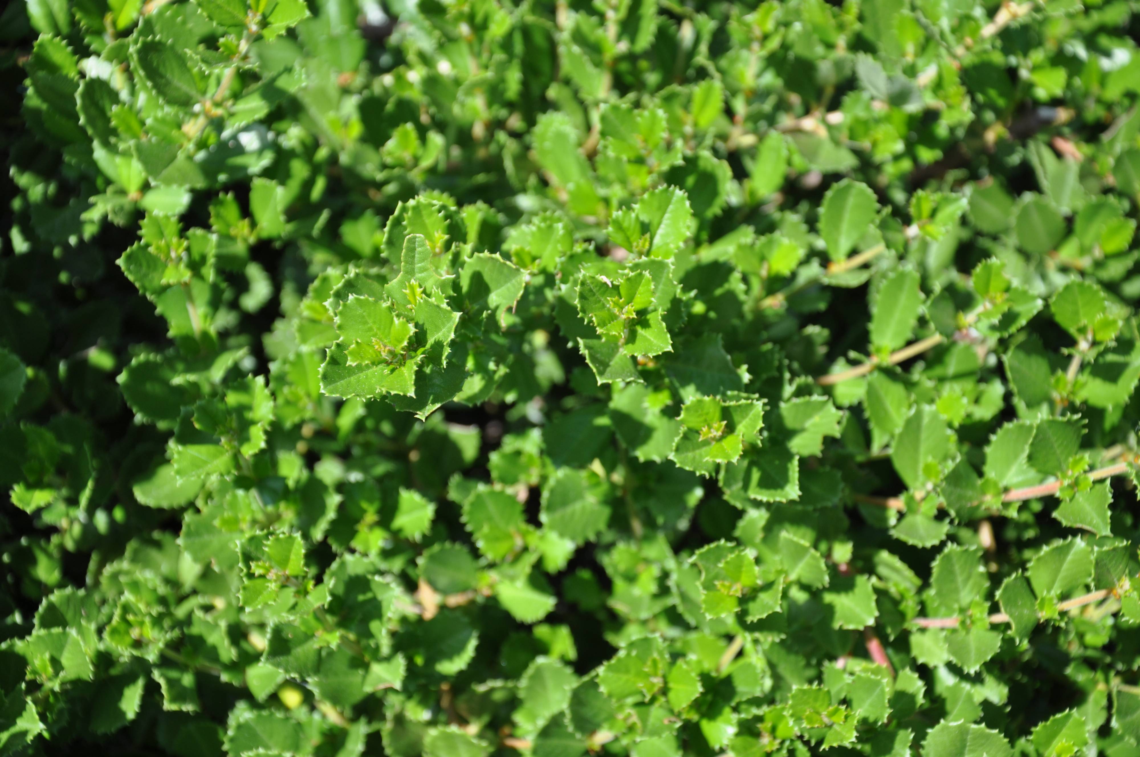 Baia Ancora Ceanothus Gloriosus Ceanothus Gloriosus 'Point Reyes'