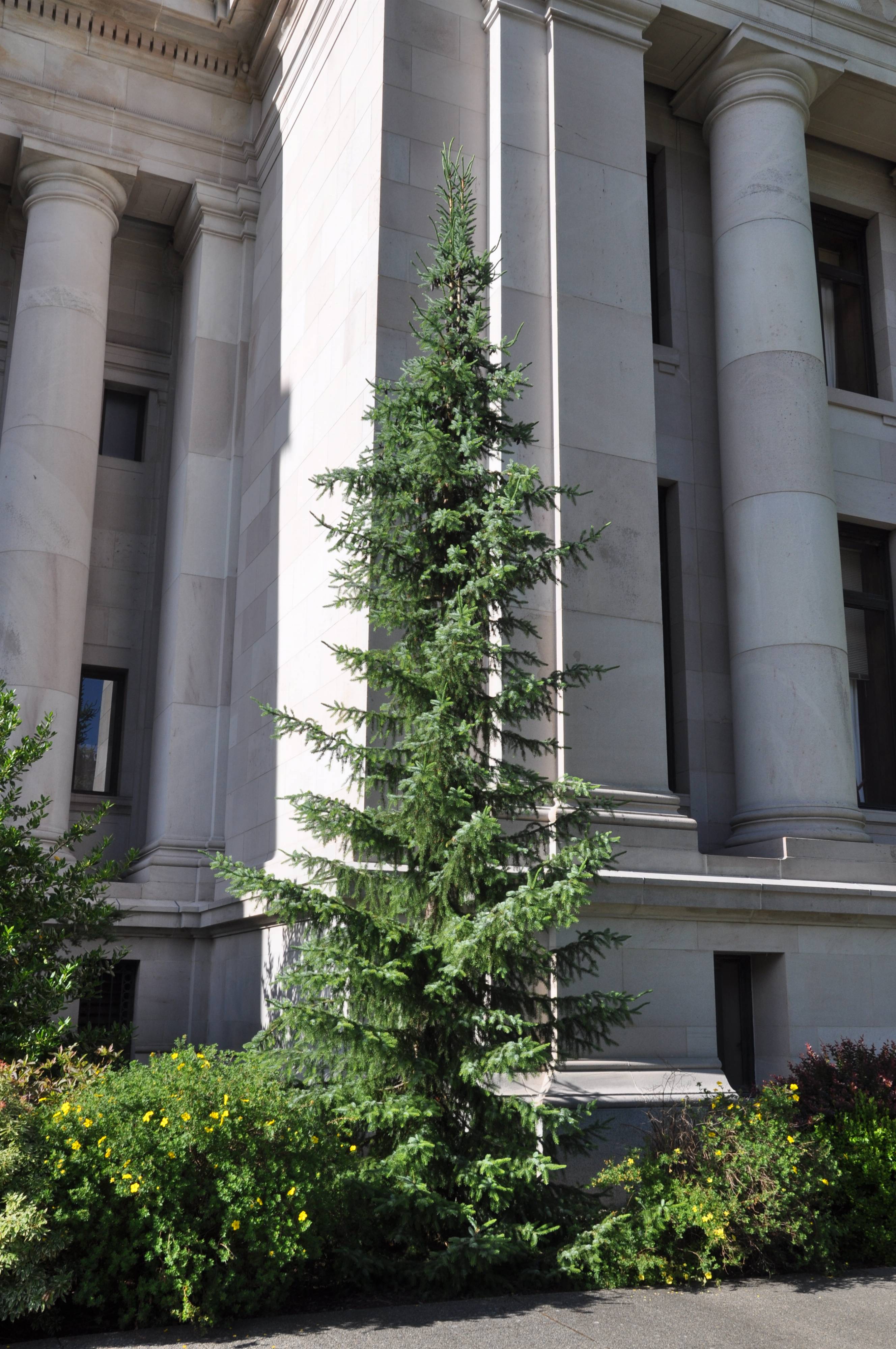 Abies concolor - White Fir | PlantMaster