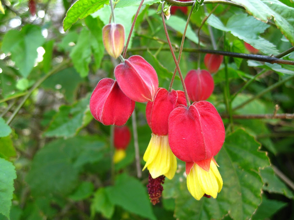 Chinese Lantern Flower Plant