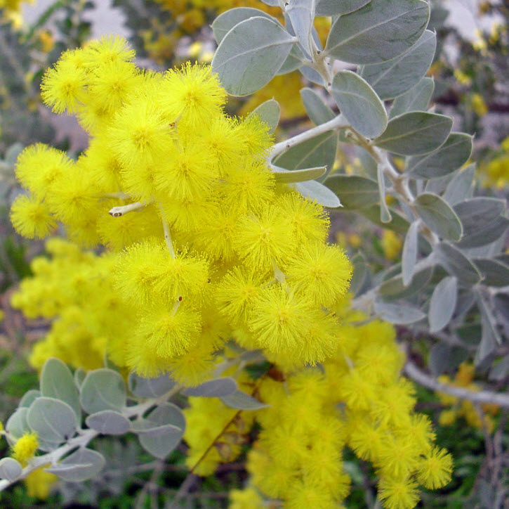 Acacia podalyriifolia - Pearl Acacia | PlantMaster