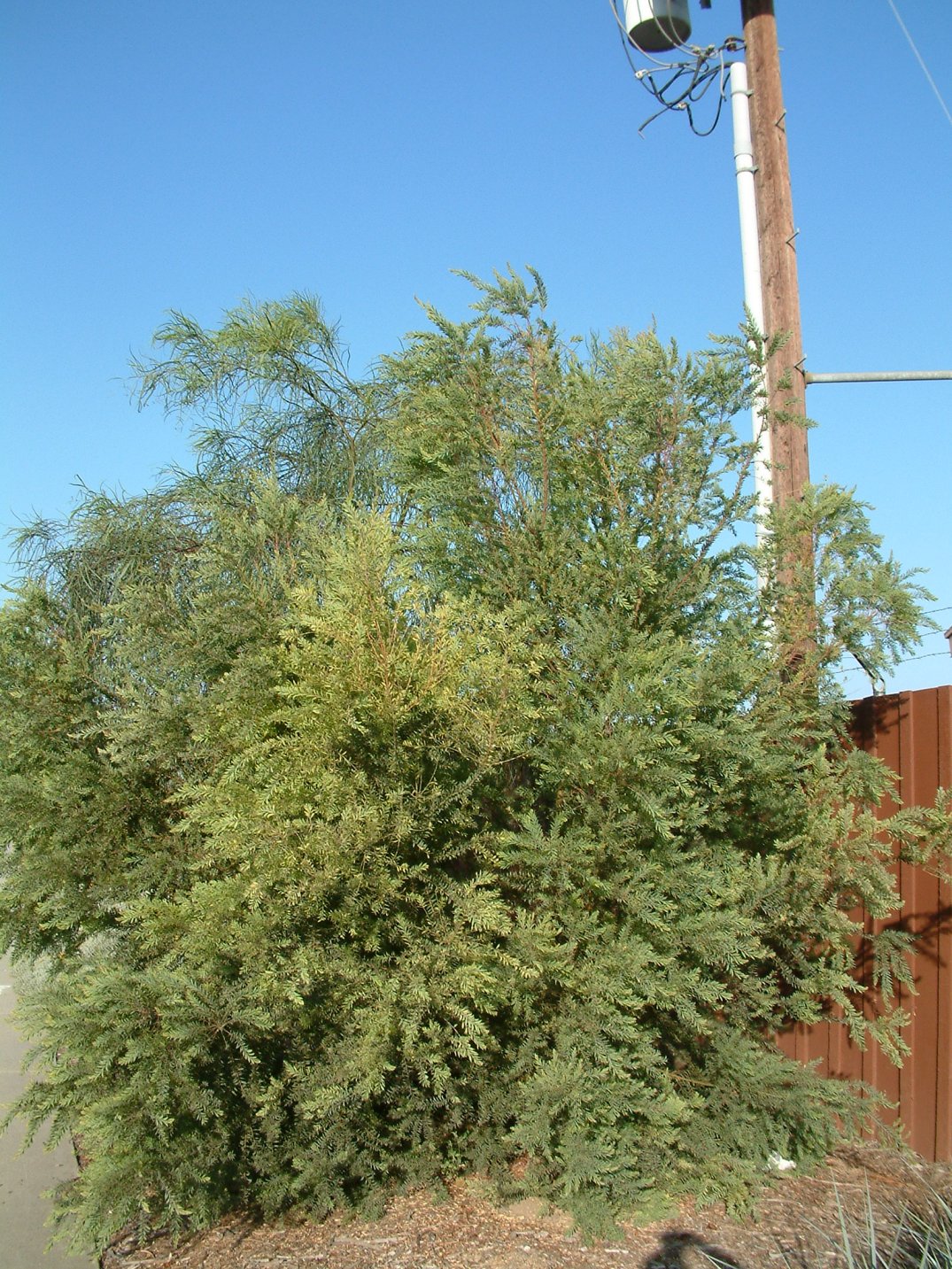 Acacia podalyriifolia - Pearl Acacia | PlantMaster