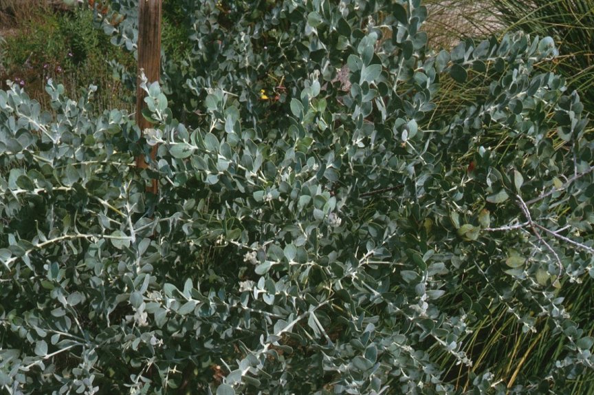 Acacia podalyriifolia - Pearl Acacia | PlantMaster