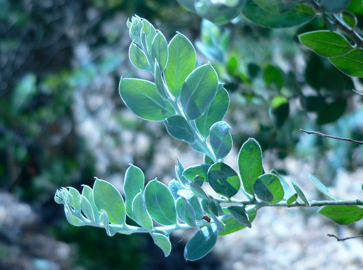 Acacia podalyriifolia - Pearl Acacia | PlantMaster