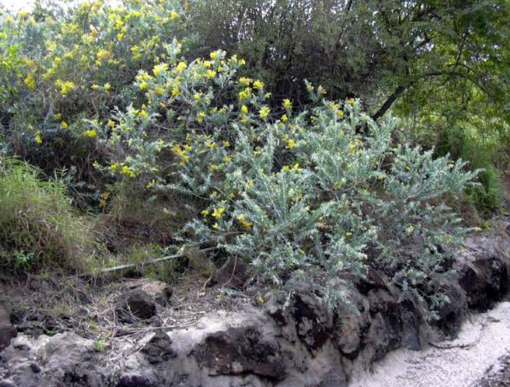 Acacia podalyriifolia - Pearl Acacia | PlantMaster