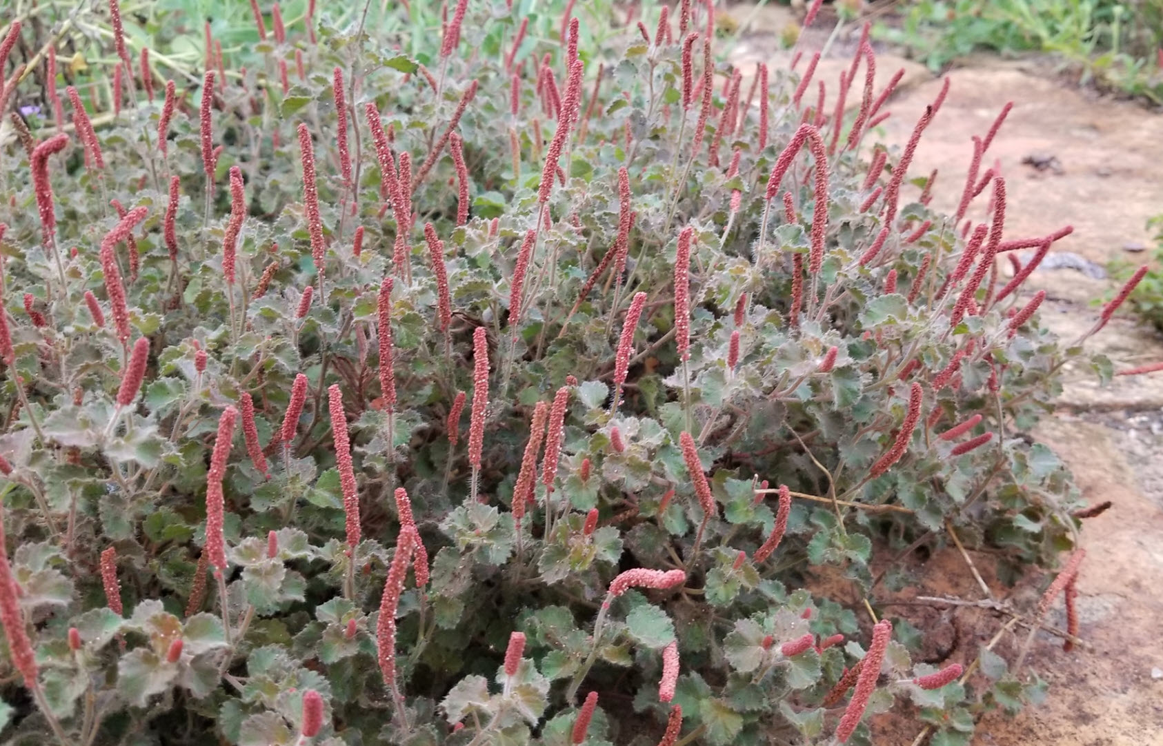 Acalypha monostachya - Copper Leaf | PlantMaster