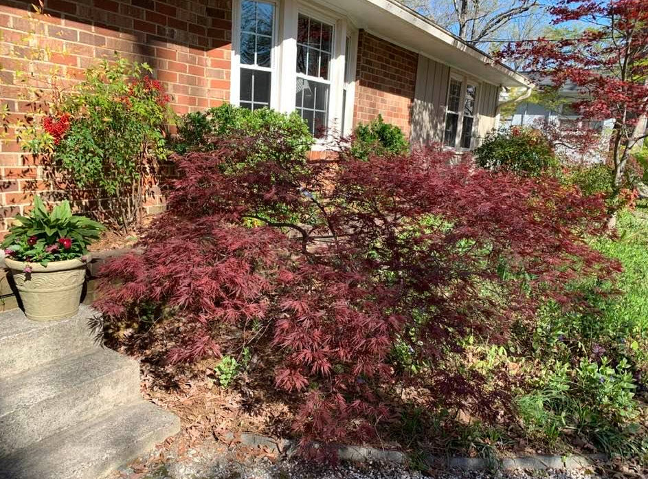 Red Dragon Japanese Maple
