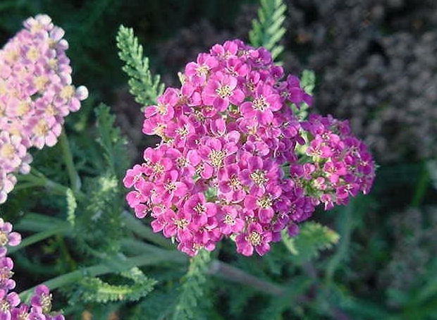 Achillea 'Heidi' - Heidi Yarrow | PlantMaster