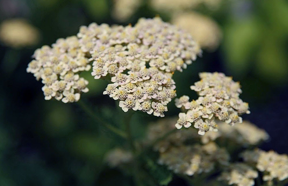 Achillea 'Heidi' - Heidi Yarrow | PlantMaster