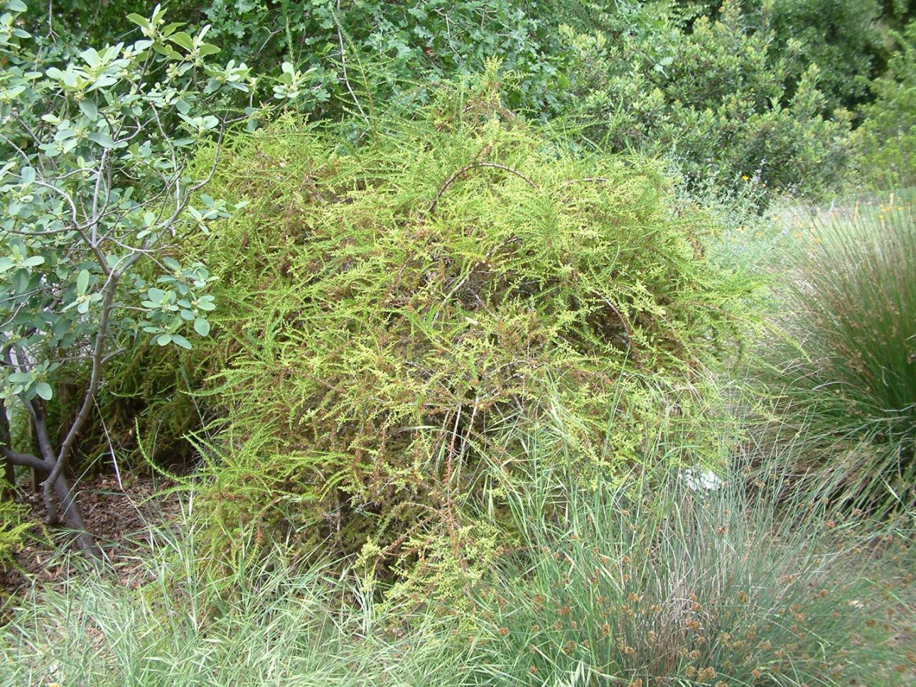 Adenostoma fasciculatum - Chamise, Greasewood | PlantMaster